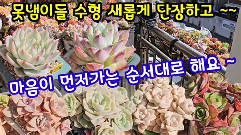 주말에만 볼수있는 햇빛 가득 베란다 다육이 🌸 신입 보다 못냄이들 먼저 분갈이 하니 마음 뿌듯하네요 ~😆 Youtube