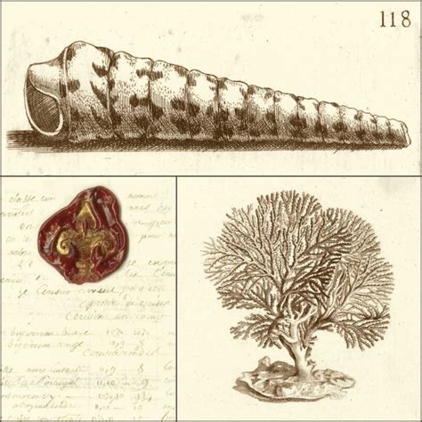 Somerset House Images Shell Classification I