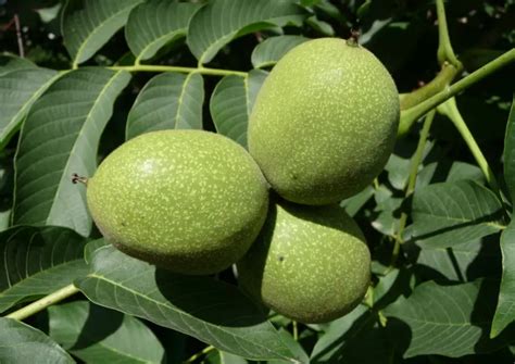 19 Types Of Walnut Trees Pictures And Leaves Identification