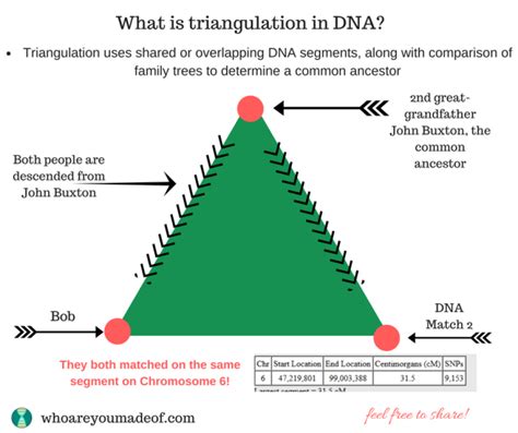 Triangulation Of Dna Segments Frequently Asked Questions Who Are You Made Of