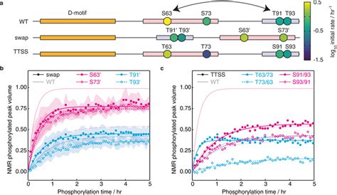 Effect Of Primary Sequence Of The St P Sites On The C Jun Tad
