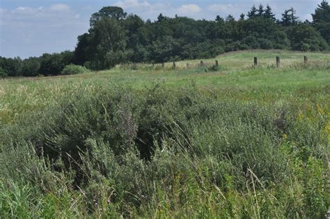 Louky – Příroda Říčanska