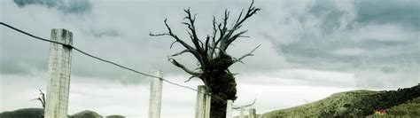 Ghost Tree 2 4k Wallpaper Download