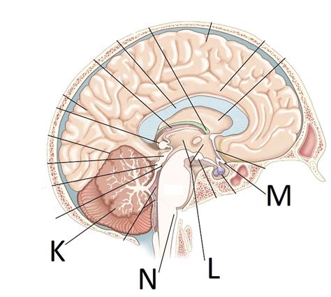 Hindbrain And Spinal Cord Task Science State Board Class