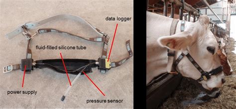 Rumiwatch Noseband Sensor Containing A Fluid Filled Silicone Tube With Download Scientific