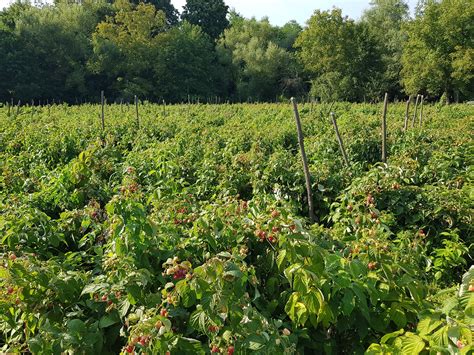 Shave Bg 💎 Изпитай най гладкото бръснене с луксозната четка с естествен косъм на немския бранд