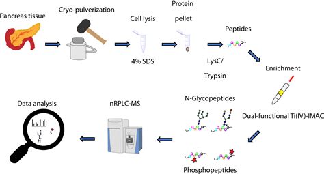 A Spin Tip Enrichment Strategy For Simultaneous Analysis Of N Glycopeptides And Phosphopeptides