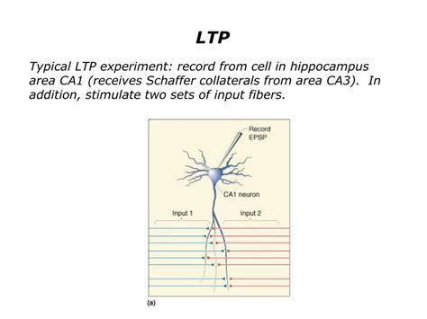 PPT Synaptic Plasticity PowerPoint Presentation Free Download ID 529275