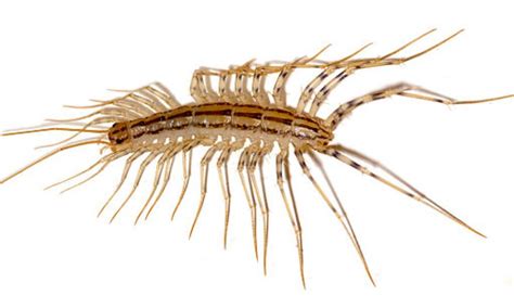 House Centipede South Carolina Public Radio