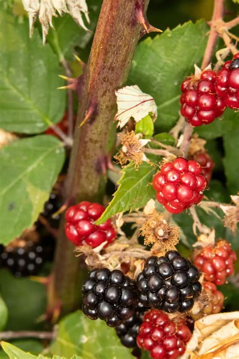 Rubus Ursinus Web Page Navigation California Blackberry Pacific
