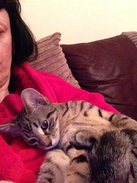 Pin By Jayne Darnell On Roxy Cat Cats Animals