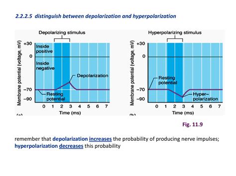 Anp1105c Review Sept 30 Topic 2 2 Physiology Of The Neuron Ppt Download