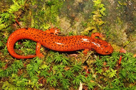 Salamandra Rossa Pseudotriton Ruber Immagine Stock Immagine Di