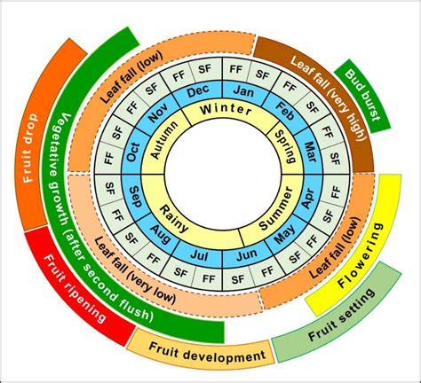 Graphical Representation Of Phenological Events In Pyracantha Crenulata Download Scientific