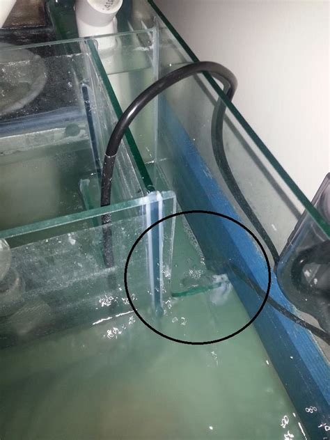 Beananimal Overflow Help Reef2reef