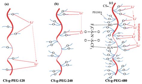 Polymers Free Full Text A Pegylated Chitosan As Gel Polymer