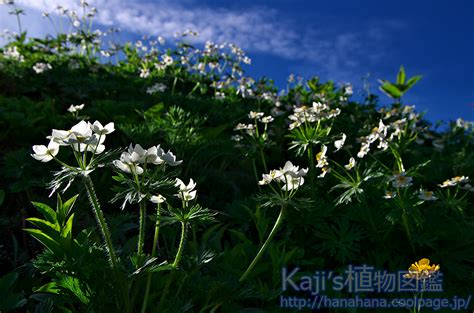 ハクサンイチゲ Kaji s 植物図鑑