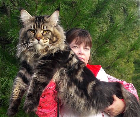 Мейнкун на руках у человека картинки и фото Koshka Top