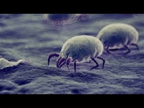 House Dust Mites Microscopic Arthropods Size Habitat Allergy Symptom