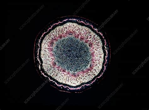 Section Through Young Sycamore Stem Stock Image B7250205 Science