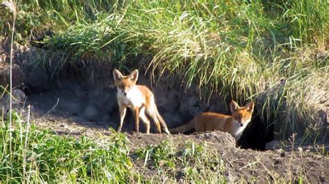 Несподівана зустріч Youtube