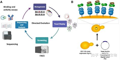 抗体噬菌体展示与酵母展示的本质区别？ 知乎
