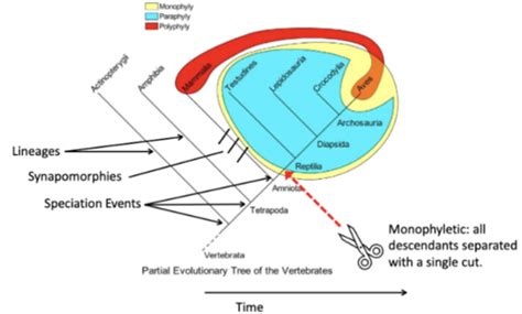 Lecture 3 4 Cetacean Systematics And Evolution Taxonomy And Classification Flashcards Quizlet