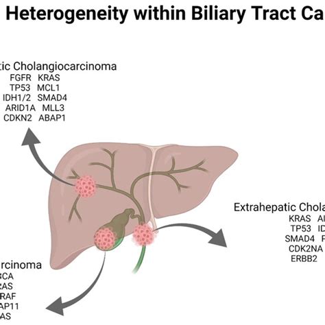 Most Common Genomic Alterations Identified Based On Anatomic Location Download Scientific