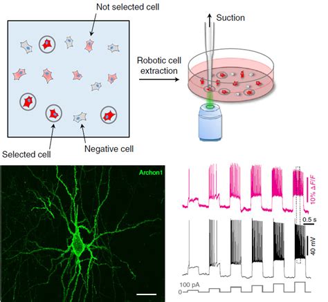 A Robotic Multidimensional Directed Evolution Approach Applied To Fluorescent Voltage Reporters