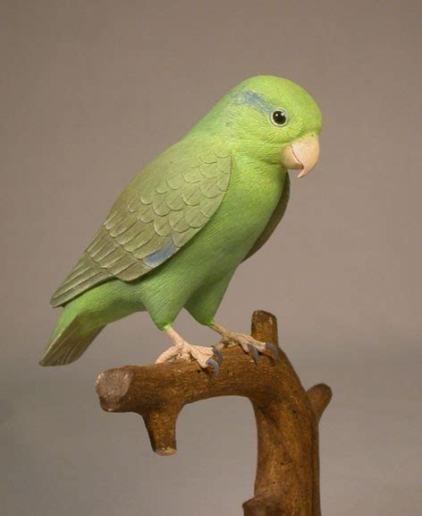 5″celestial Parrotlet Birdhug Studio