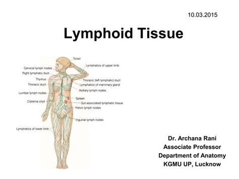Lymphoidtissuepdf Lymphoidtissuepdf