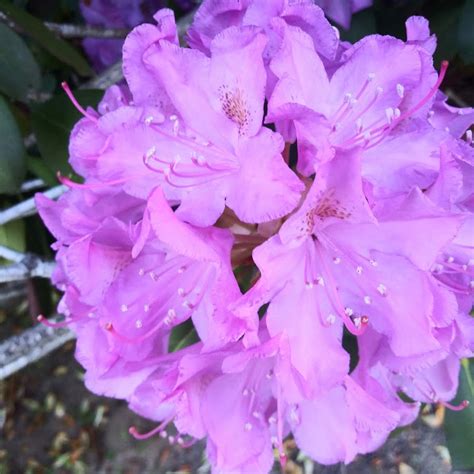 Arline Rolbiecki Youtube