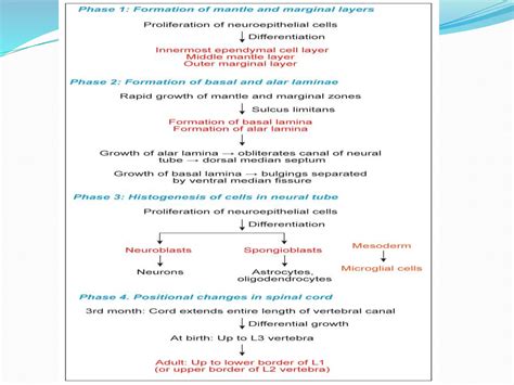 Neural Induction In Human Brain Principles And Processes Pptx