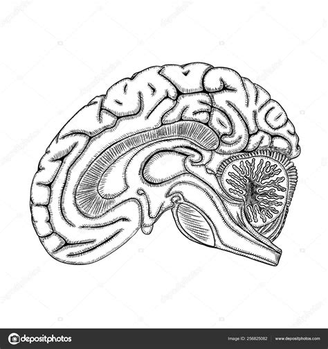 왼쪽과 오른쪽 손 그리기