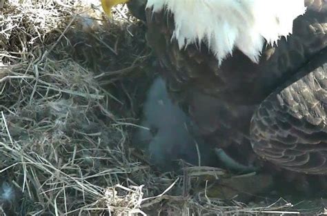 A Livestream Caught This Eaglet Hatching And It Is Seriously Cute