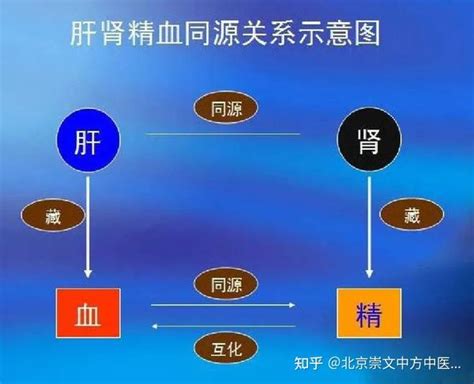 中医：从肝肾同源论治男科疾病——阳痿（勃起障碍） 知乎