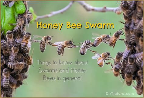 Bee Swarm Things To Know About Honey Bee Swarms