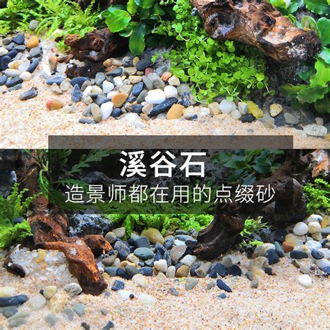 鱼缸砂石带的螺怎么清 鱼缸螺的种类 鱼缸螺 第8页 大山谷图库