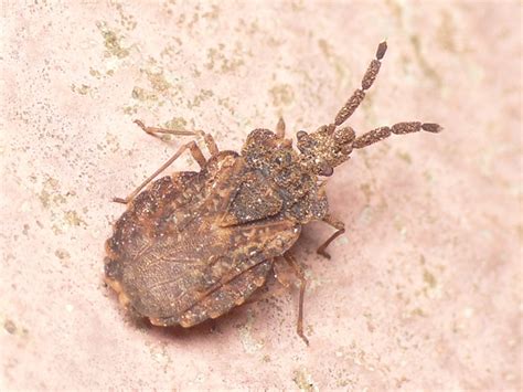 팔공넓적노린재 네이버 블로그