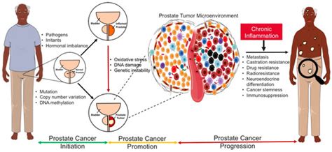 The Molecular Basis And Clinical Consequences Of Chronic Inflammation