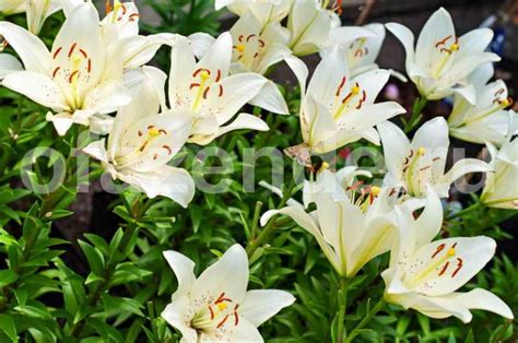 Секреты обильного цветения лилий