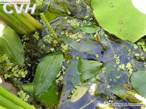 浮叶眼子菜Potamogeton natans Linn 植物图片库 植物通