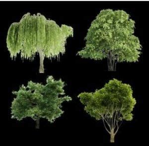 Cut Out Trees Png UNK CAD Drawing Designs CAD