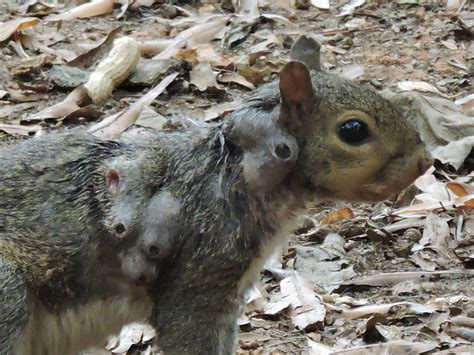 Tree Squirrel Bot Fly Infestation R Popping
