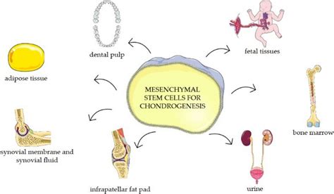 Potential Tissue Sources Of Mesenchymal Stem Cells For Chondrogenic