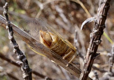 The Slower You Go The Bigger Your World Gets • Homoptera Cicadas