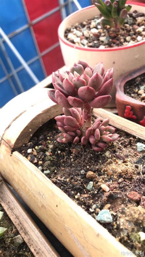 多肉红宝石徒长怎么办 花百科