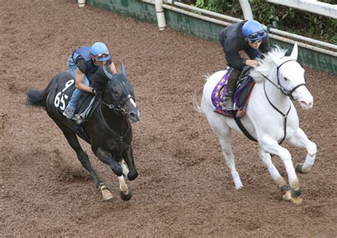 フリームファクシ「半姉はディアドラ。厩舎長も高評価です」 日刊ゲンダイ競馬