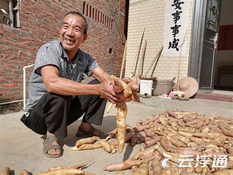看图说镇 郁南千官：昔为“补充粮” 今成“黄金薯”