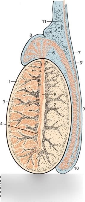 Testi Diagram Quizlet